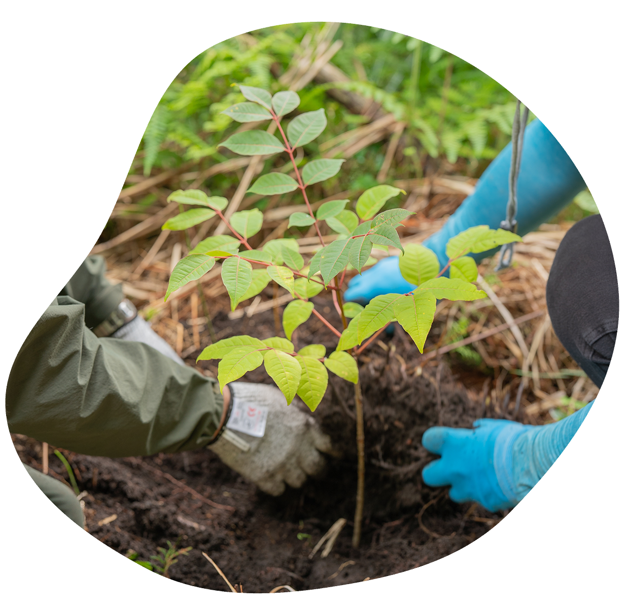 森から生まれ、森を産み出す蜂蜜づくり｜Reml Behn｜リムルベーン